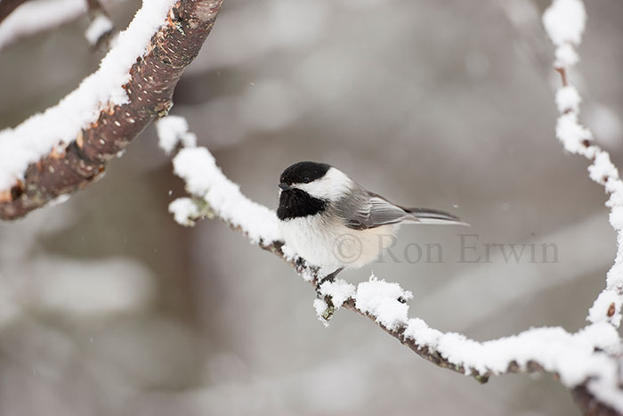 Black-capped Chickadee Image - 100227C0080 by Ron Erwin