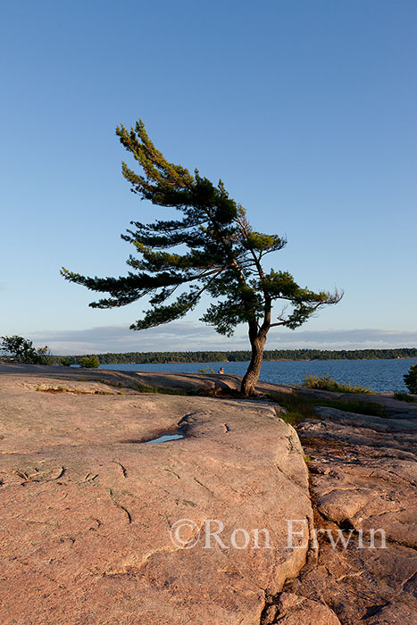 Wind-swept Pine at Georgian Bay Image - 100628D2502 by Ron Erwin