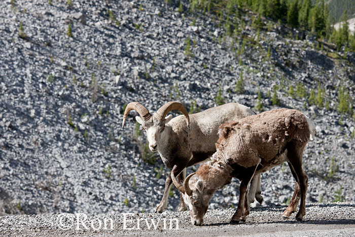 Stone Sheep Rams Image - 100723C4004 by Ron Erwin