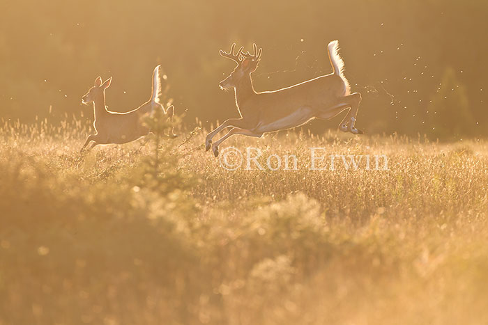 White-tail Deer Leaping Image - 110815F2980 by Ron Erwin