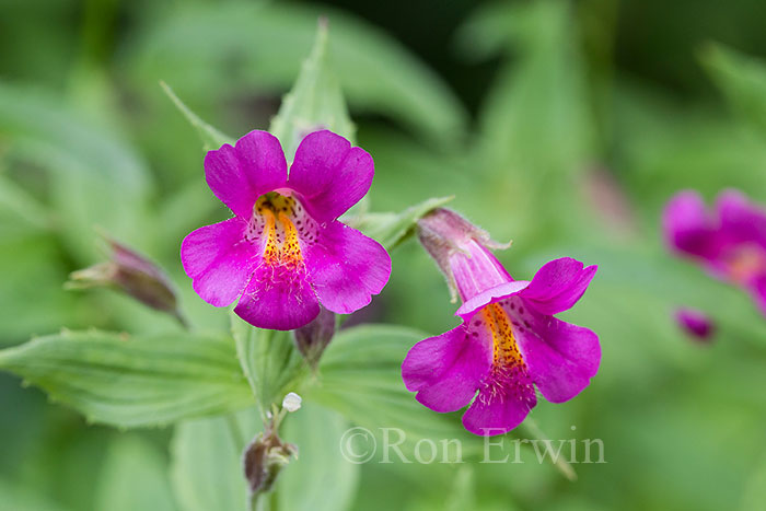 Pink Monkey-flower Image - 120725F2179 by Ron Erwin