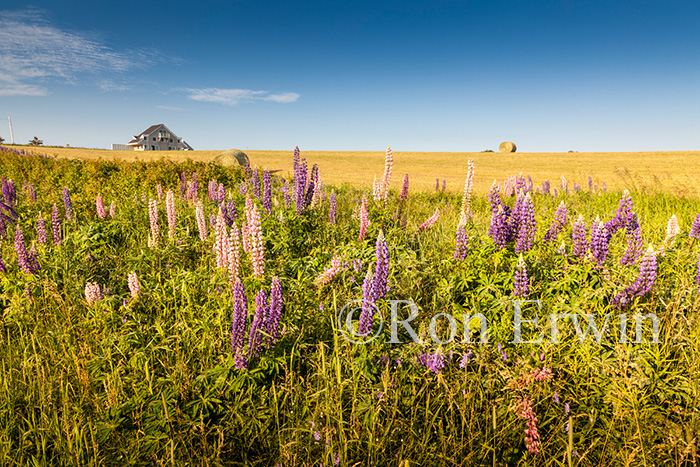 Big Leaf Lupines PEI Image - 150709D0456 by Ron Erwin