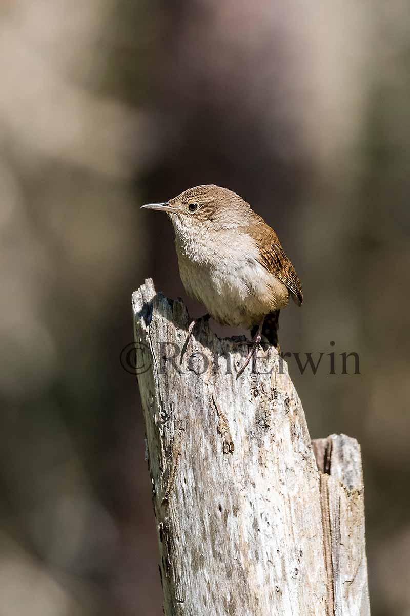House Wren Image - 170520J3437 by Ron Erwin