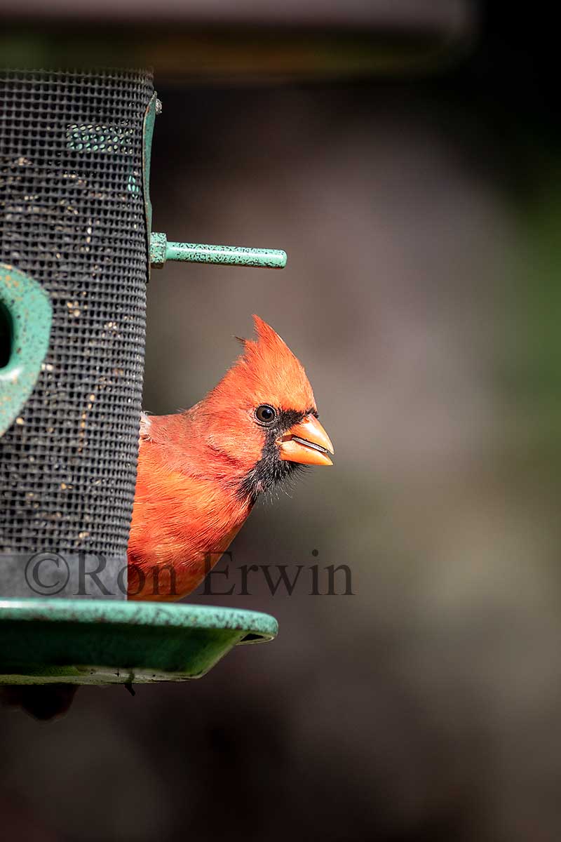 Northern Cardinal Male Image - 181014K2138 by Ron Erwin